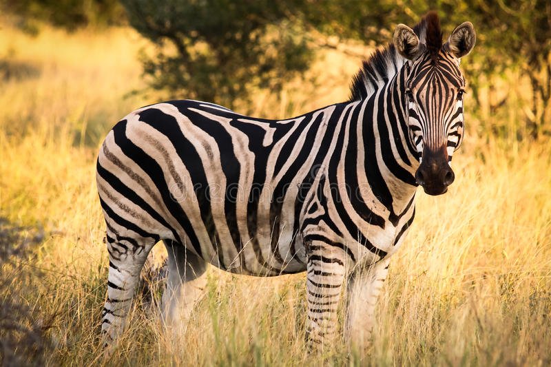 Zebra: Nos estaduais, Atlético-MG e Fluminense perdem nas semi-finais ...